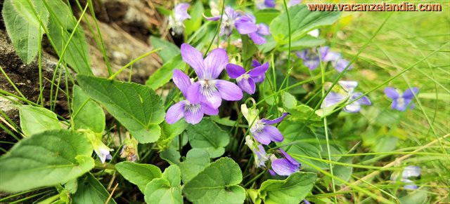 Vacanzelandia - Vacanzelandia