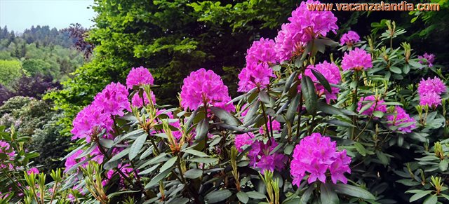 Vacanzelandia - Vacanzelandia