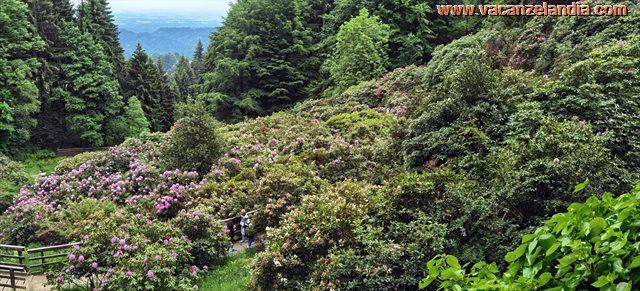 Vacanzelandia - Vacanzelandia