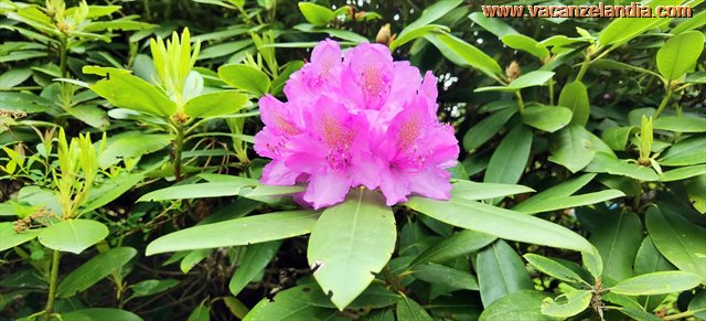 Vacanzelandia - Vacanzelandia