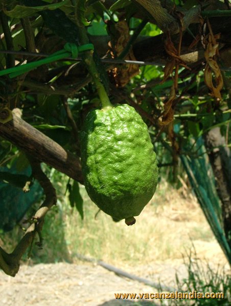 Vacanzelandia - Itinerari Diari di Viaggio Calabria: Riviera dei Cedri
