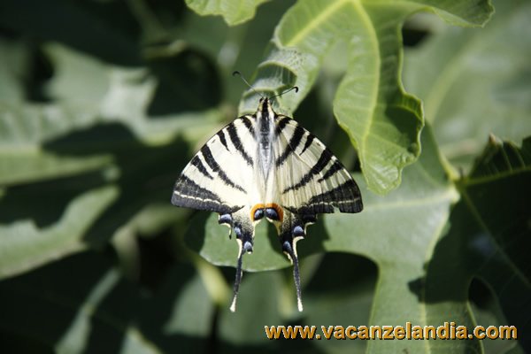 Vacanzelandia - Itinerari Diari di Viaggio Puglia: Grecia Salentina ...