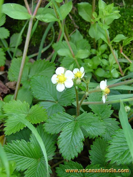 Vacanzelandia - Vacanzelandia